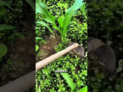 Cangkul rumput penyiang gulma