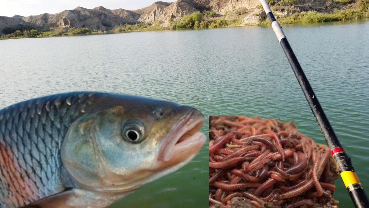 SUPER PAPLAVOK VURUŞLARI OLAN VOBLA VƏ ŞAMAYKA OVU#Sea Fishing Video# ...