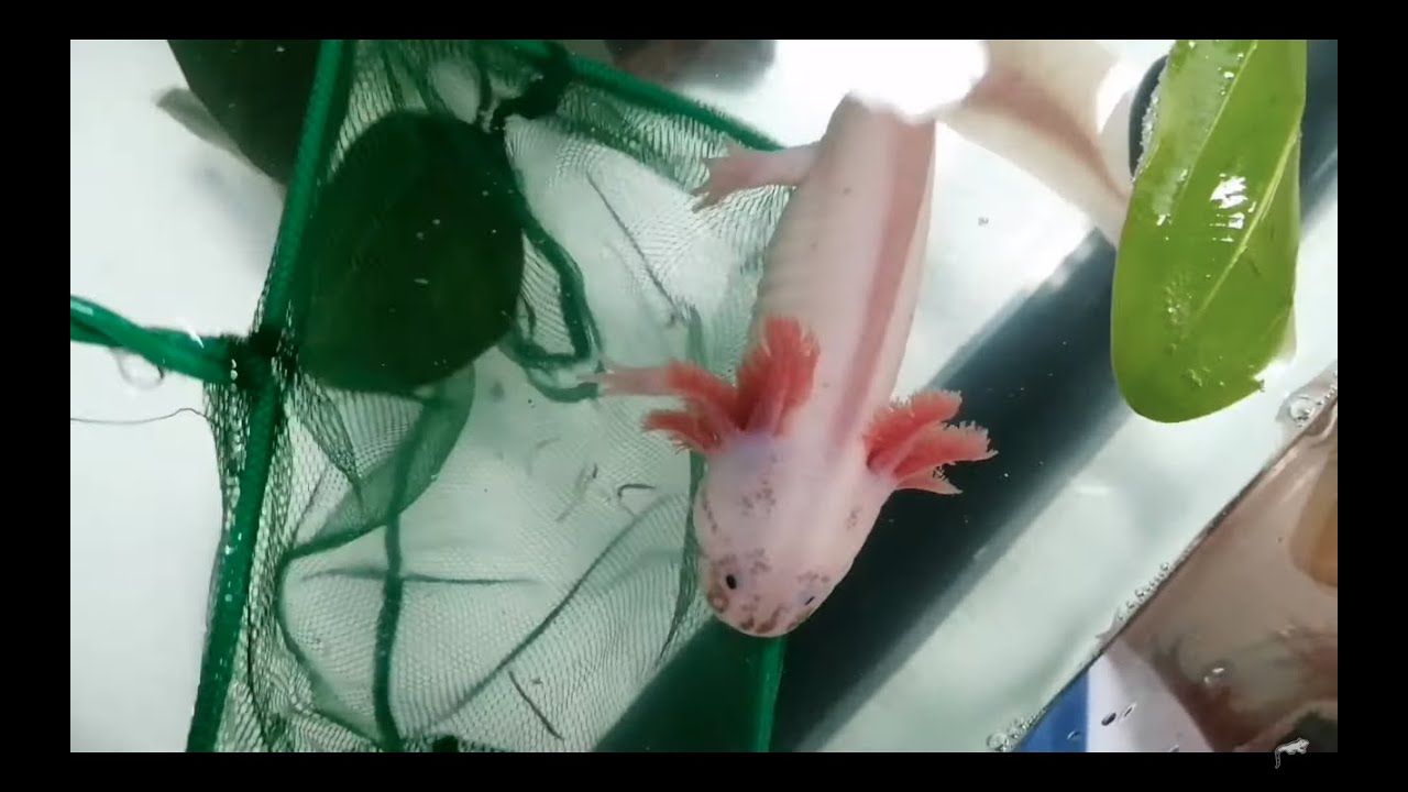 Animalia julio 2021 - Cuidados basicos de un ajolote con David Indigo ...