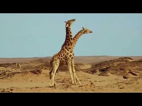 Jirafa Vs Jirafa ⚖ Round 1 - YouTube