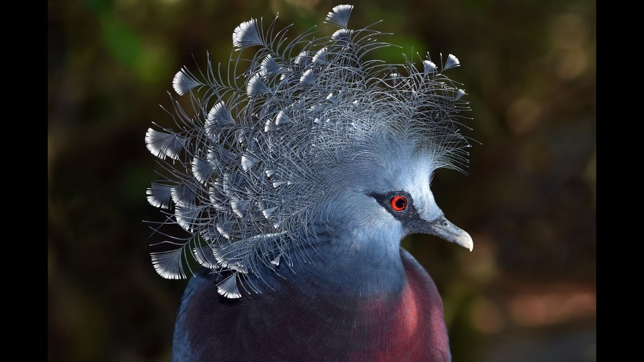 Nikon Behind the Scenes: A New Perspective on Bird Photography - YouTube