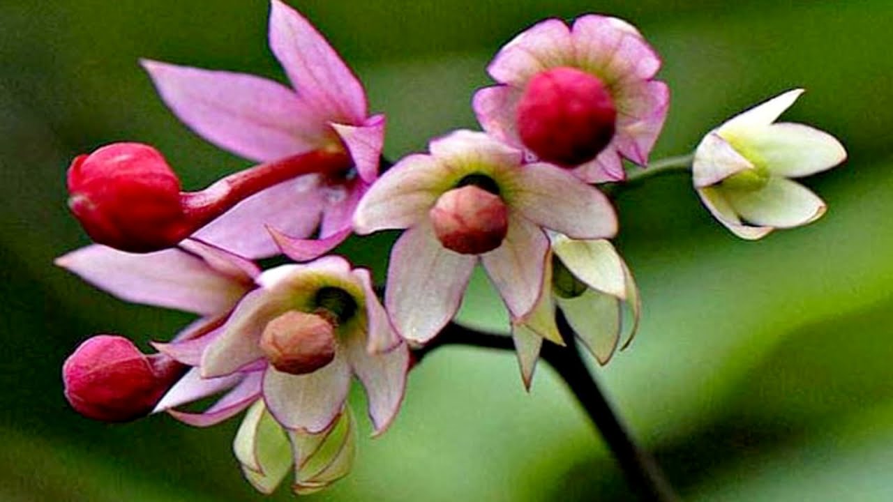 Dragon Ball flowers (HD1080p) - YouTube