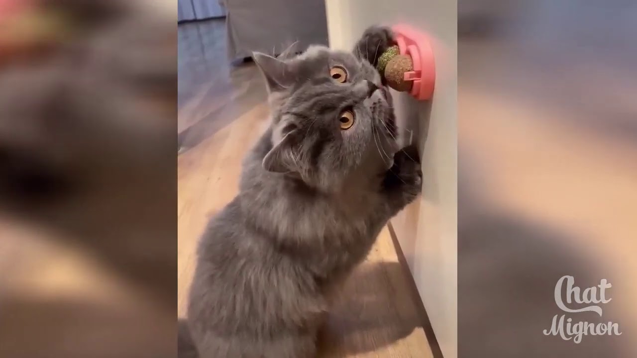 Cute Cat Pets And Funny Animals Compilation #50 - Boss cats - YouTube