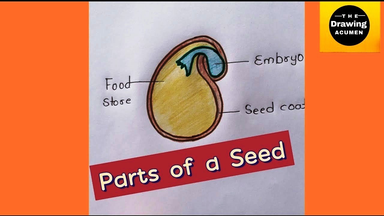 "Parts of seed" || colourful drawing|| How to draw in easy way ...