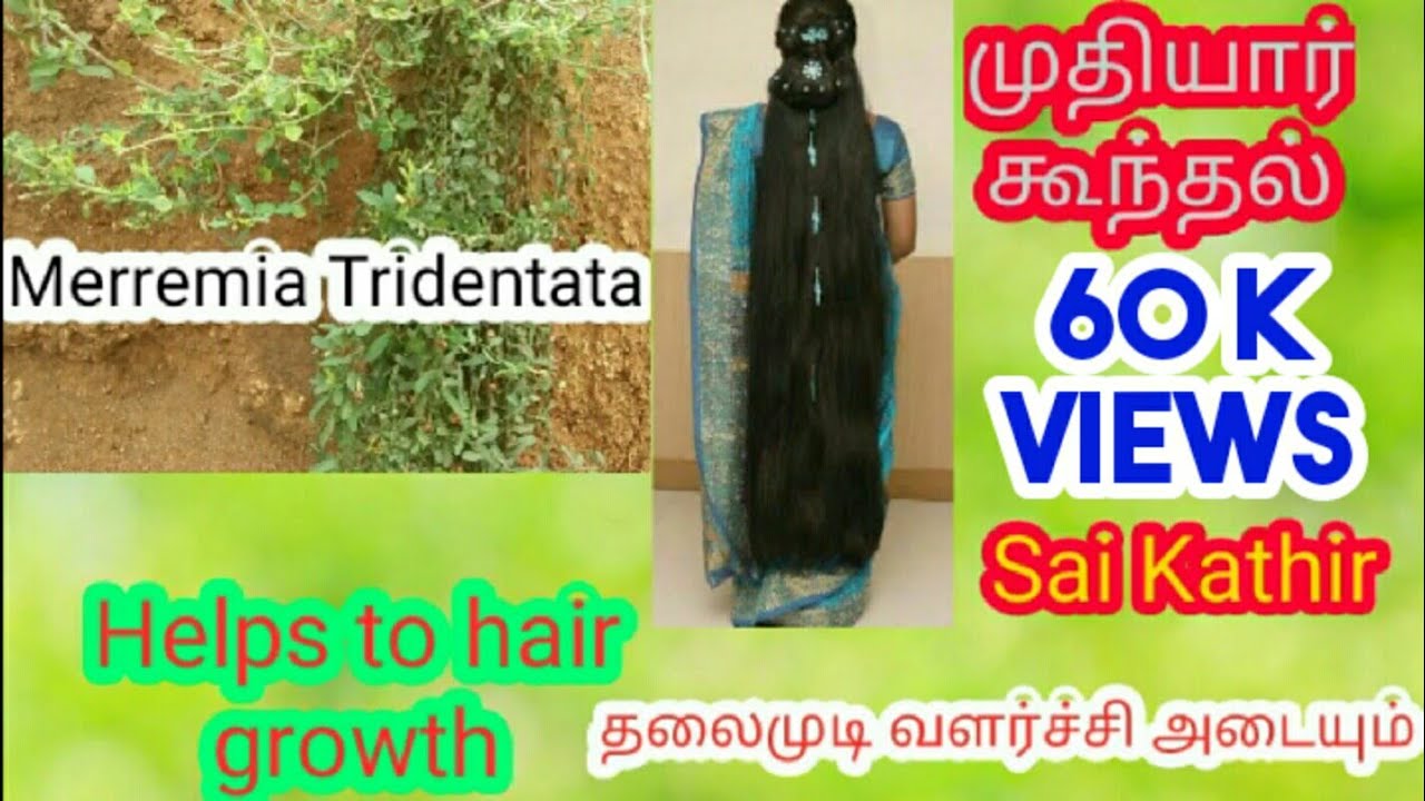 #முதியார்கூந்தல்|"Muthiyar koonthal"helps to hair growth ...