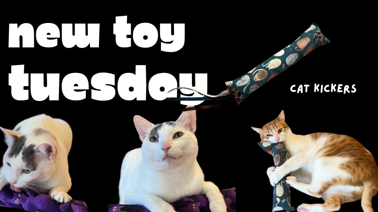 NEW TOY TUESDAY • Our New Favorite Cat Kickers! - YouTube