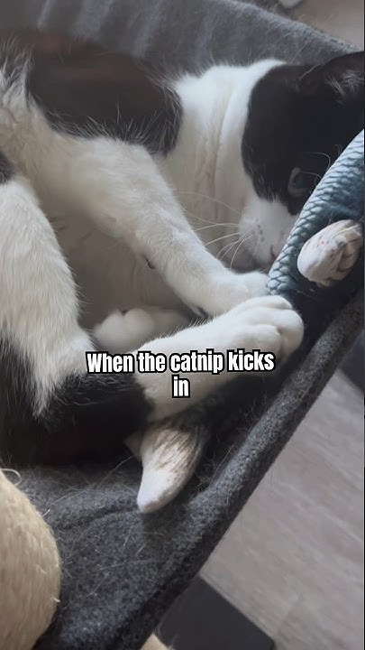 Catnip strikes again! 😂 #shorts - YouTube