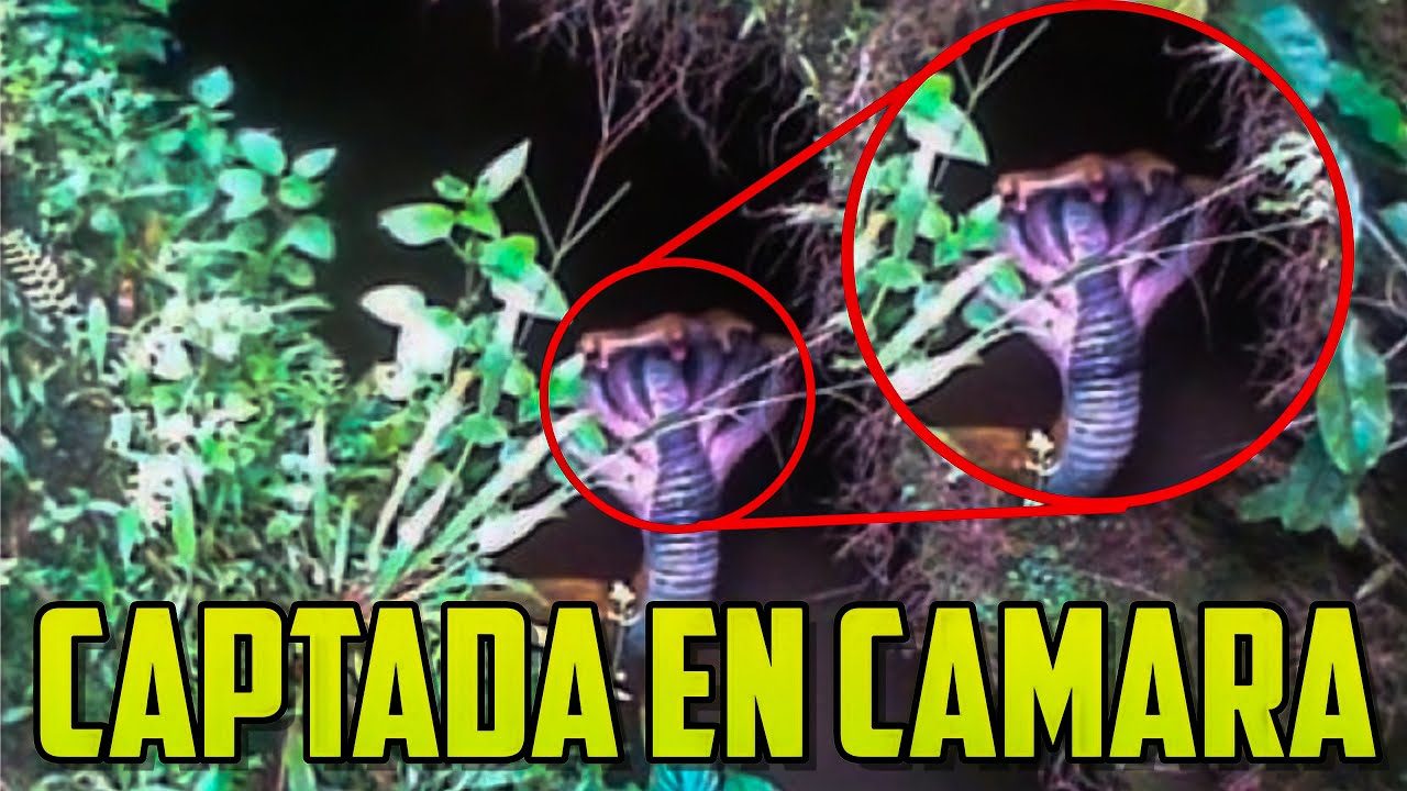 TOP ANIMALES EXTRAÑOS CAPTADOS EN CAMARA 2023 - YouTube