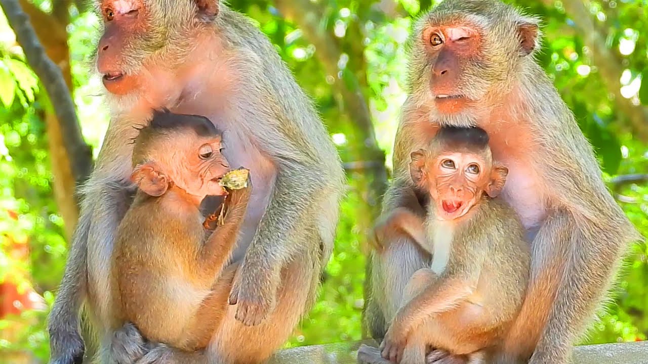 Miss vigo !! Memory blind monkey vigo trying to grab food with mom ...