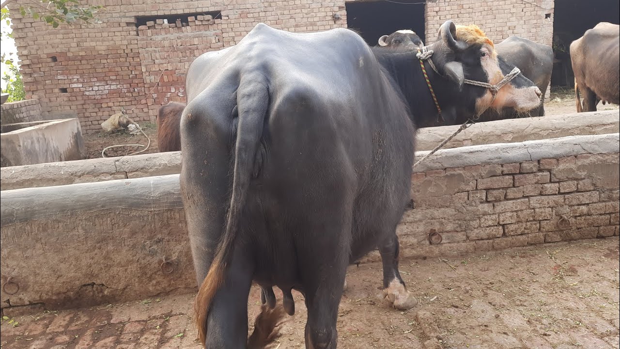 beautiful pure neeli ravi buffalo for sale in Pakistan 25/11/2023 - YouTube