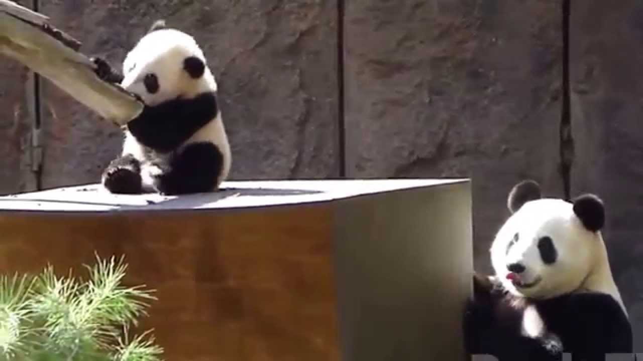 Little Panda / El pequeño panda - YouTube