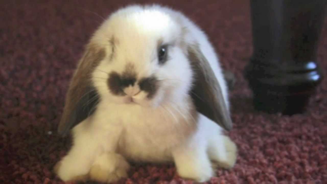 Cutest Bunnies Ever... - YouTube