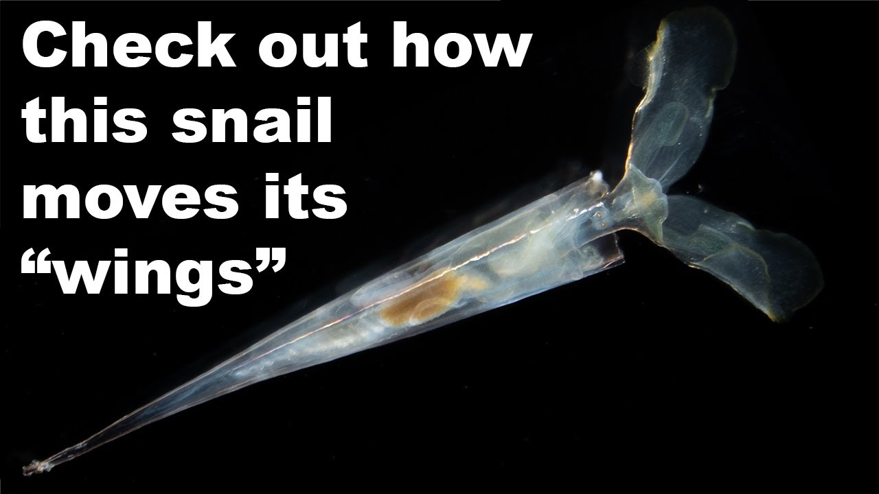 Creseis a planktonic gastropod - YouTube