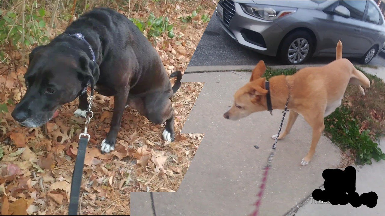 A week of my 2 dogs peeing #compilation - YouTube