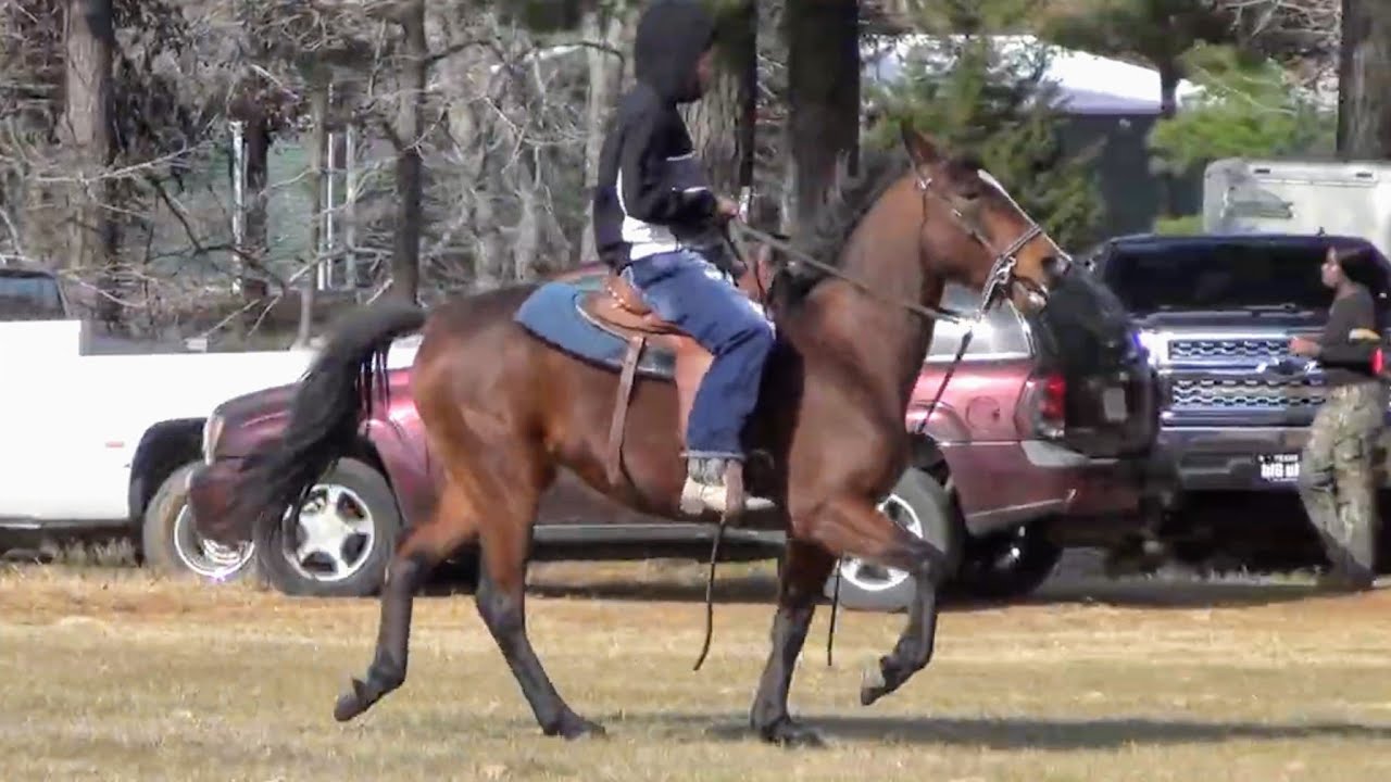 Big Mare Tennessee Walker at 2024 Prime Time Hallsville Trail Ride ...