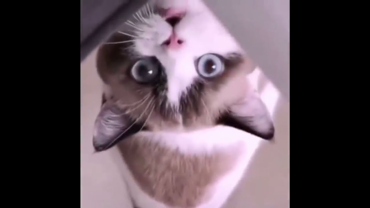 Cuteness Overload Kittens and Compilations - YouTube