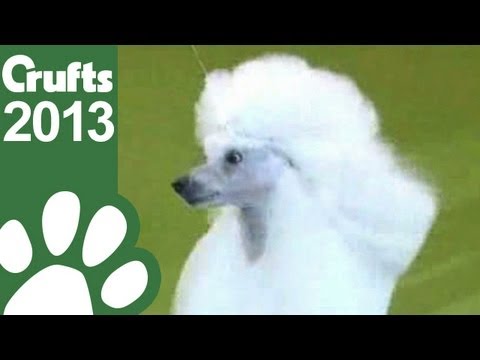 Best of Utility Dogs - Crufts - YouTube
