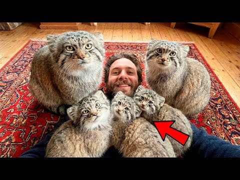 I raised ONE Pallas's Cat... He came back with a FAMILY! I was NOT ready for this!
