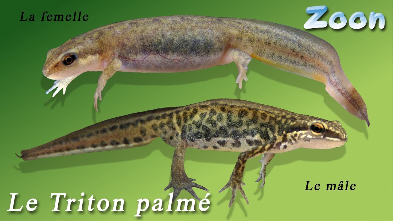 Le Triton palmé – The palmate newt - YouTube