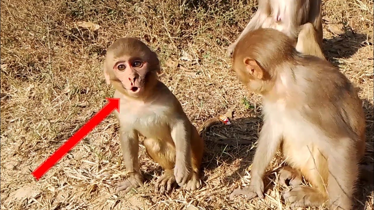 Monkey baby in the injoy this family 🐒 Monkey video - YouTube