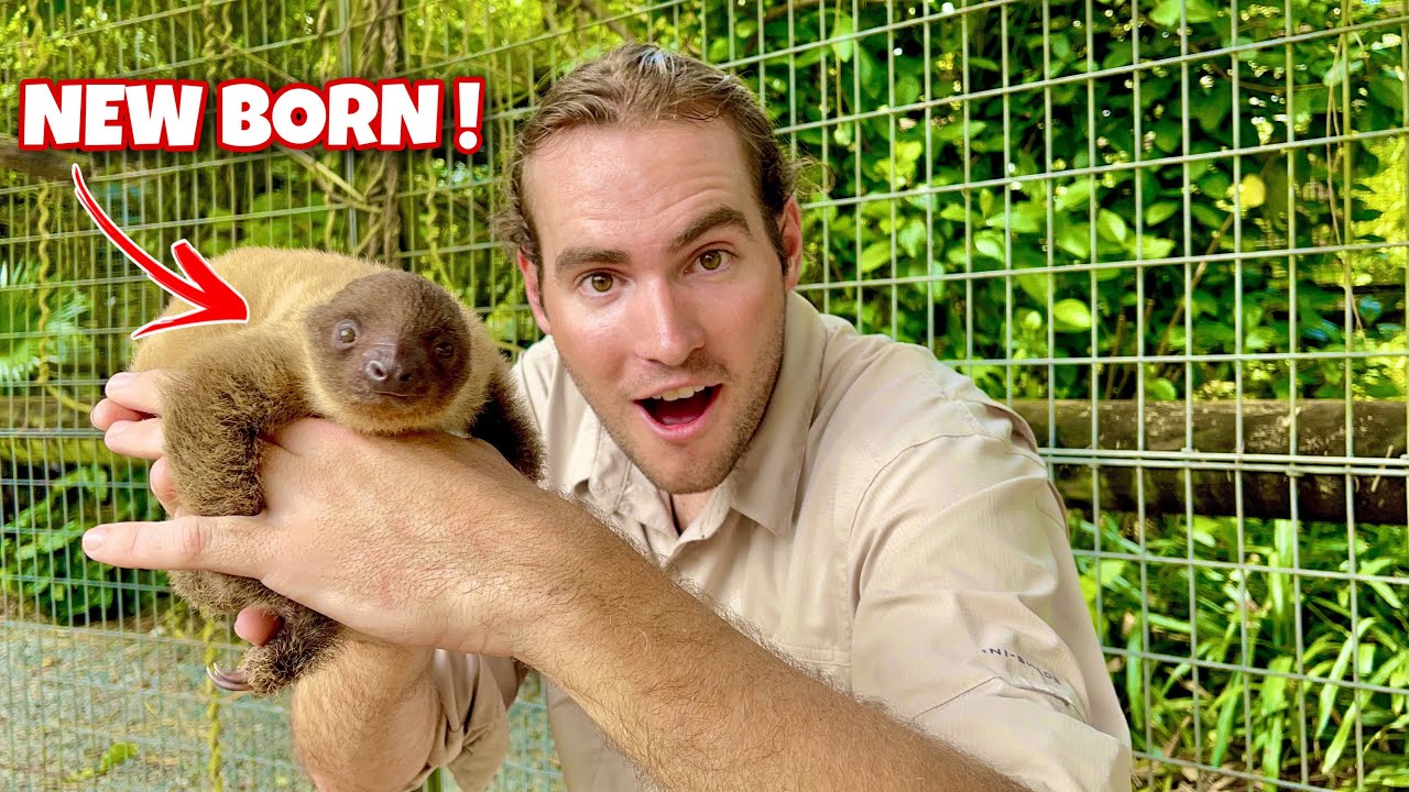 Meeting the CUTEST BABY SLOTH for the FIRST TIME ! - YouTube