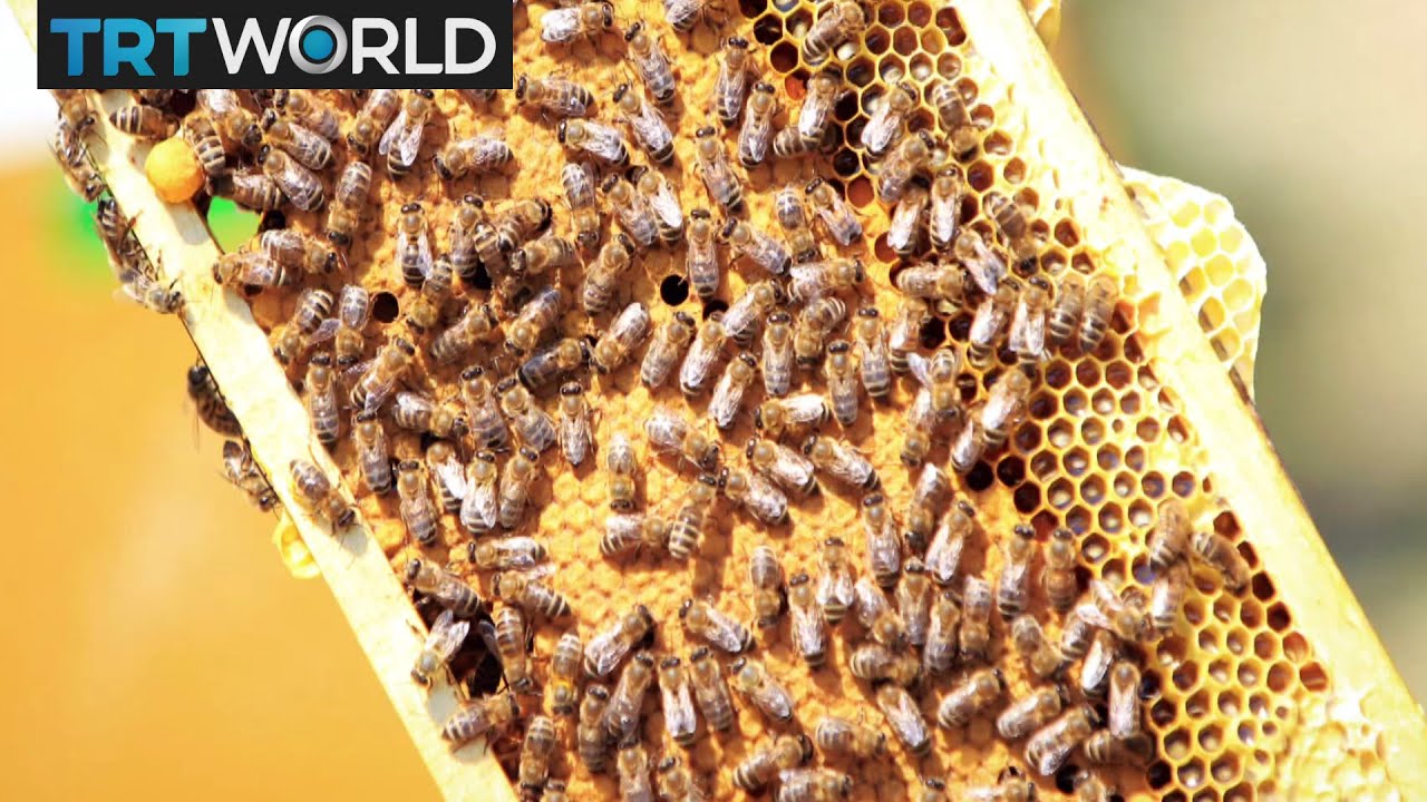 Picture This: Bees bouncing back - YouTube