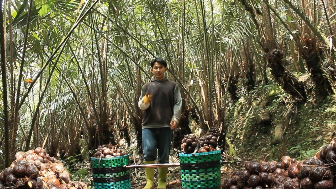 Alhamdulillah🤲panen buah salak#salakpondoh - YouTube