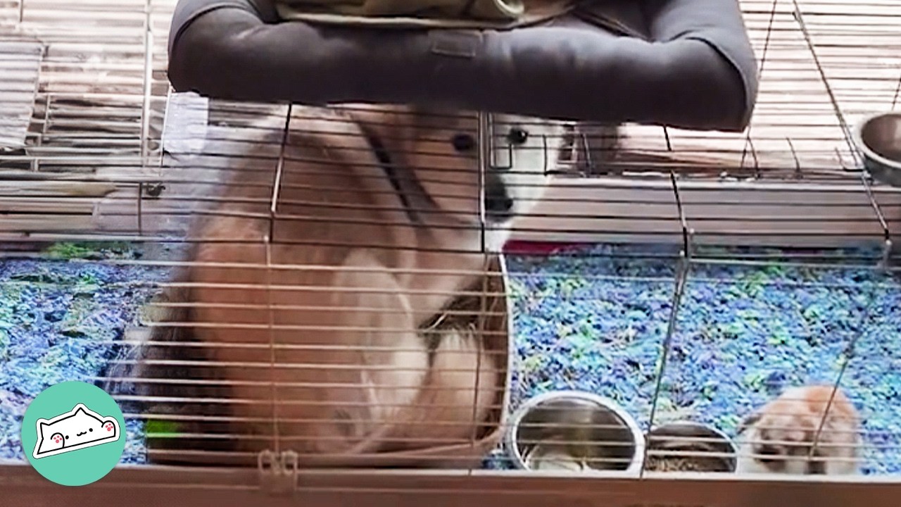Husky Sneaks Into Bunny Crate For Cuddles! | Cuddle Buddies - YouTube