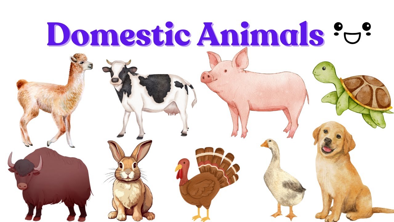 Domestic Animals I domestic Animals with video I Learn Domestic Animals ...