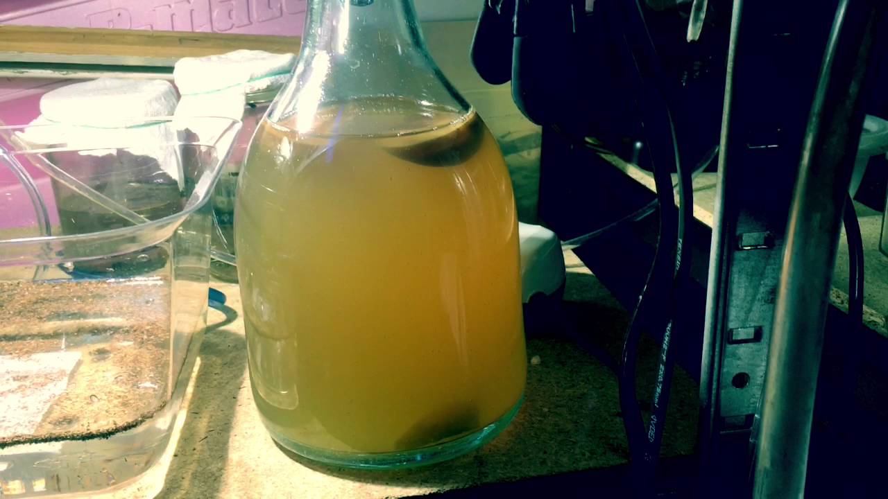 Live Food Culture For Fish Vinegar Eels - YouTube