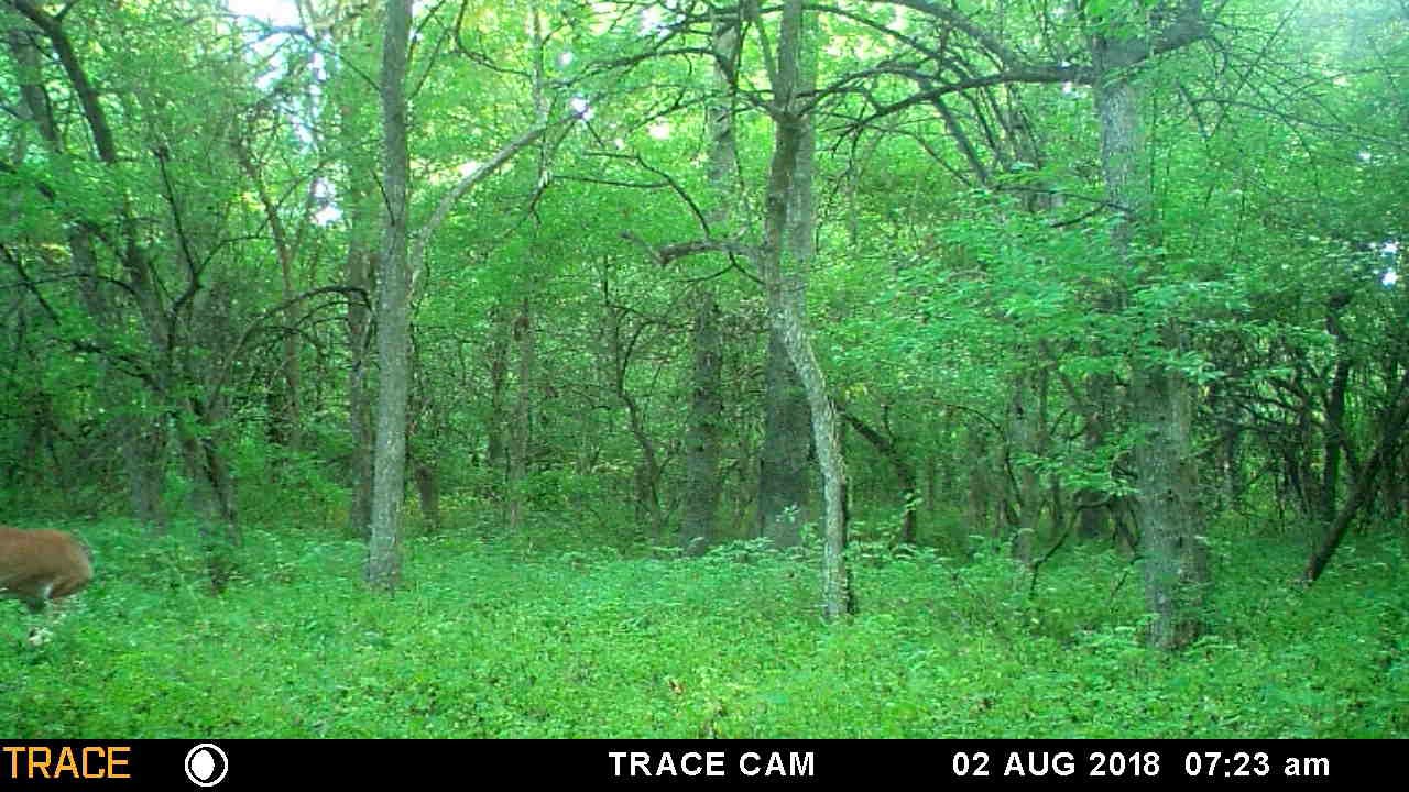 Single August Buck - YouTube