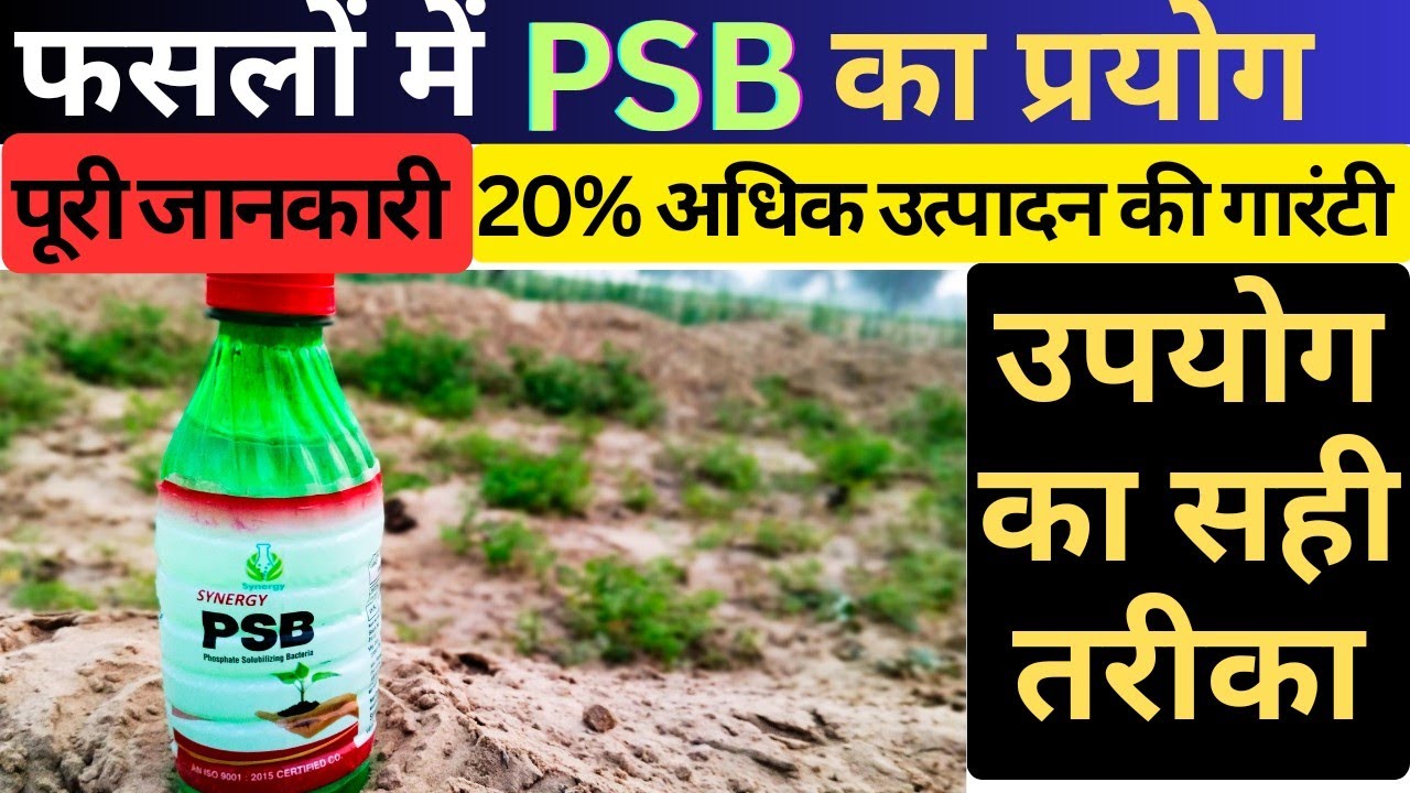 PSB fertilizer || phosphate Solubilizing bacteria/PSB use in hindi ...