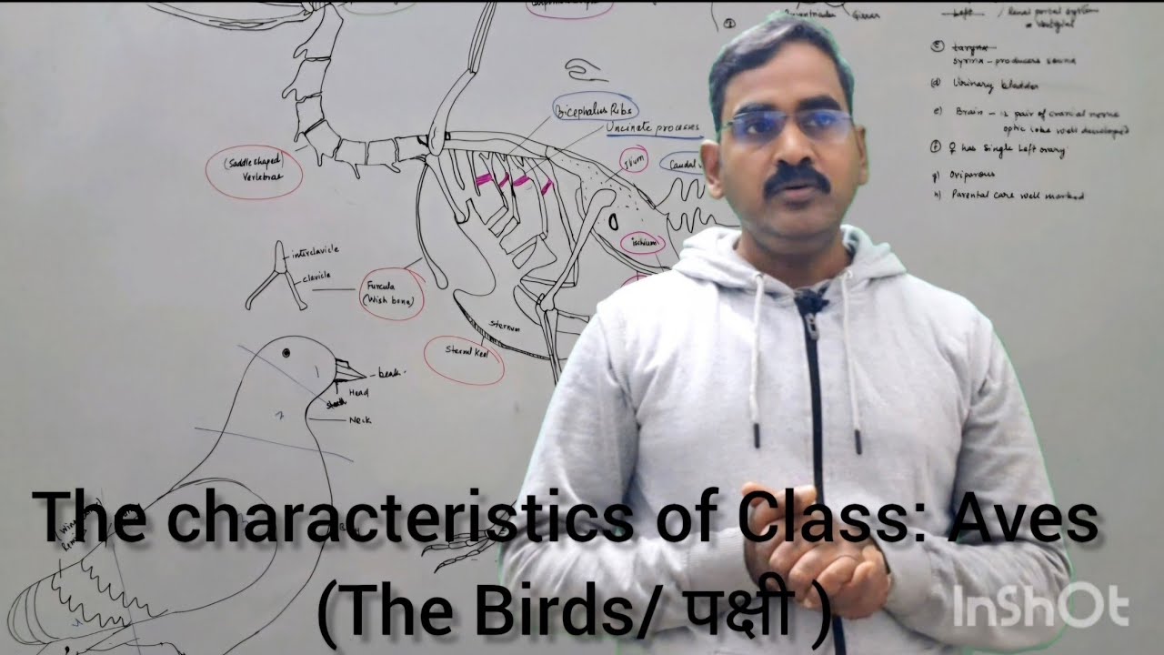 General characteristics of class Aves : The Birds - YouTube