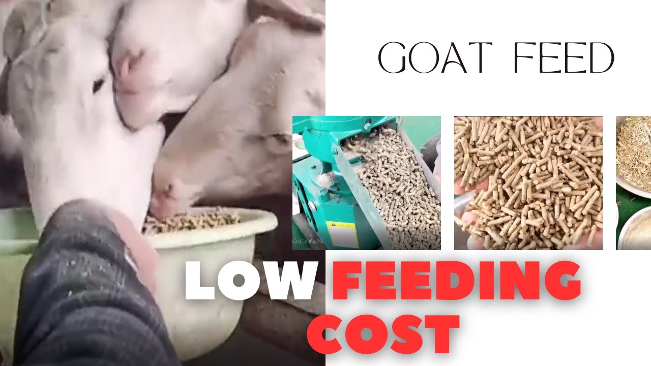 Low feeding cost, healthy feeding, goat feed recipe, small animal feed ...