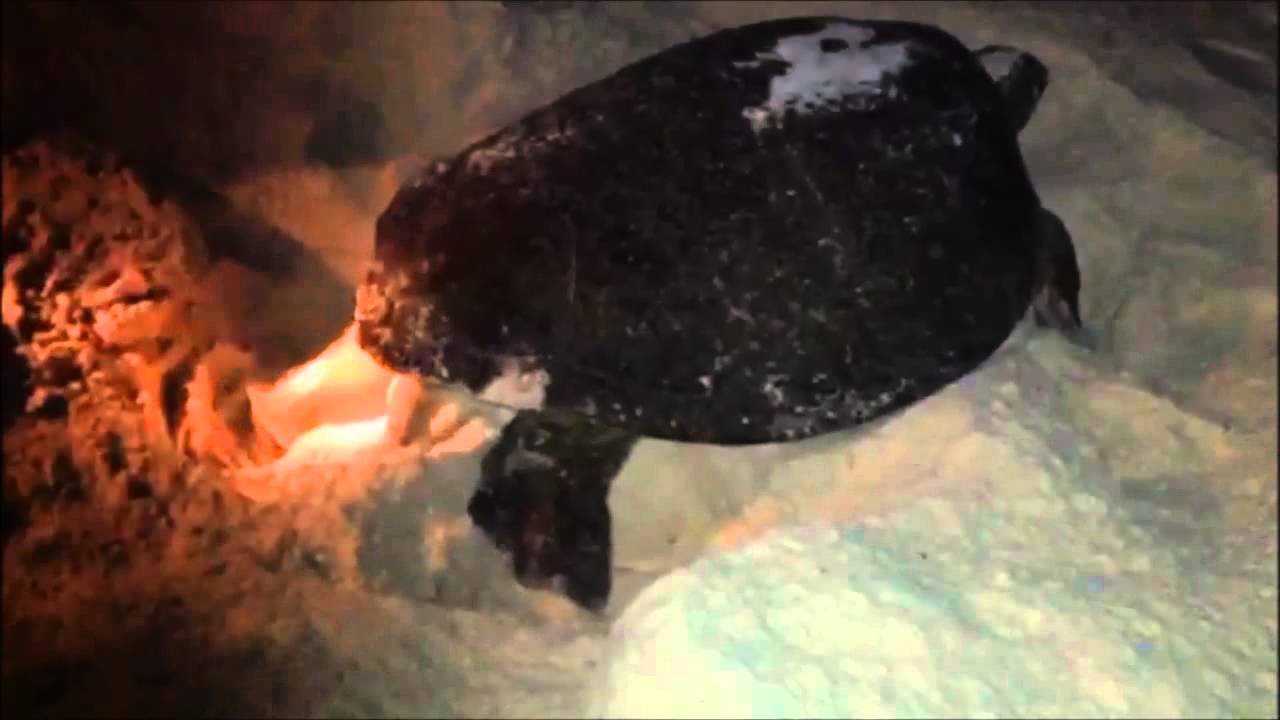 Tortuga Caguama - YouTube
