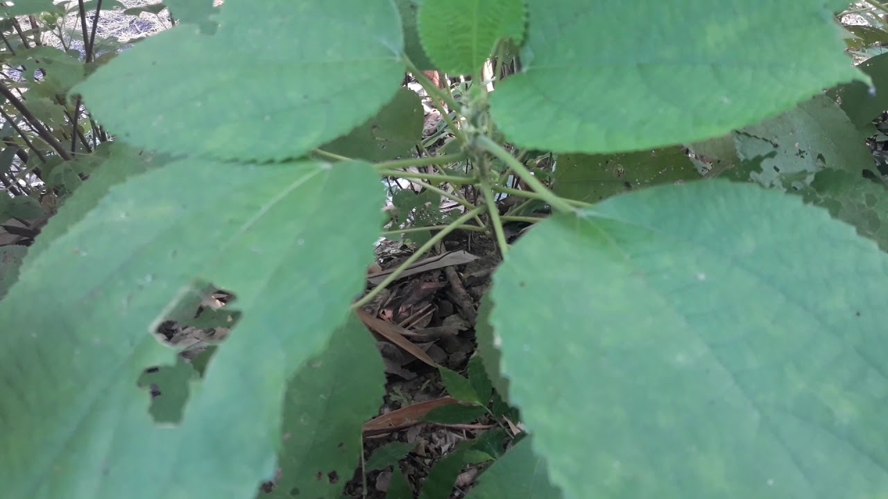 Cây lá gai . Cây thuốc chữa bí đái chuẩn 100/100 - YouTube