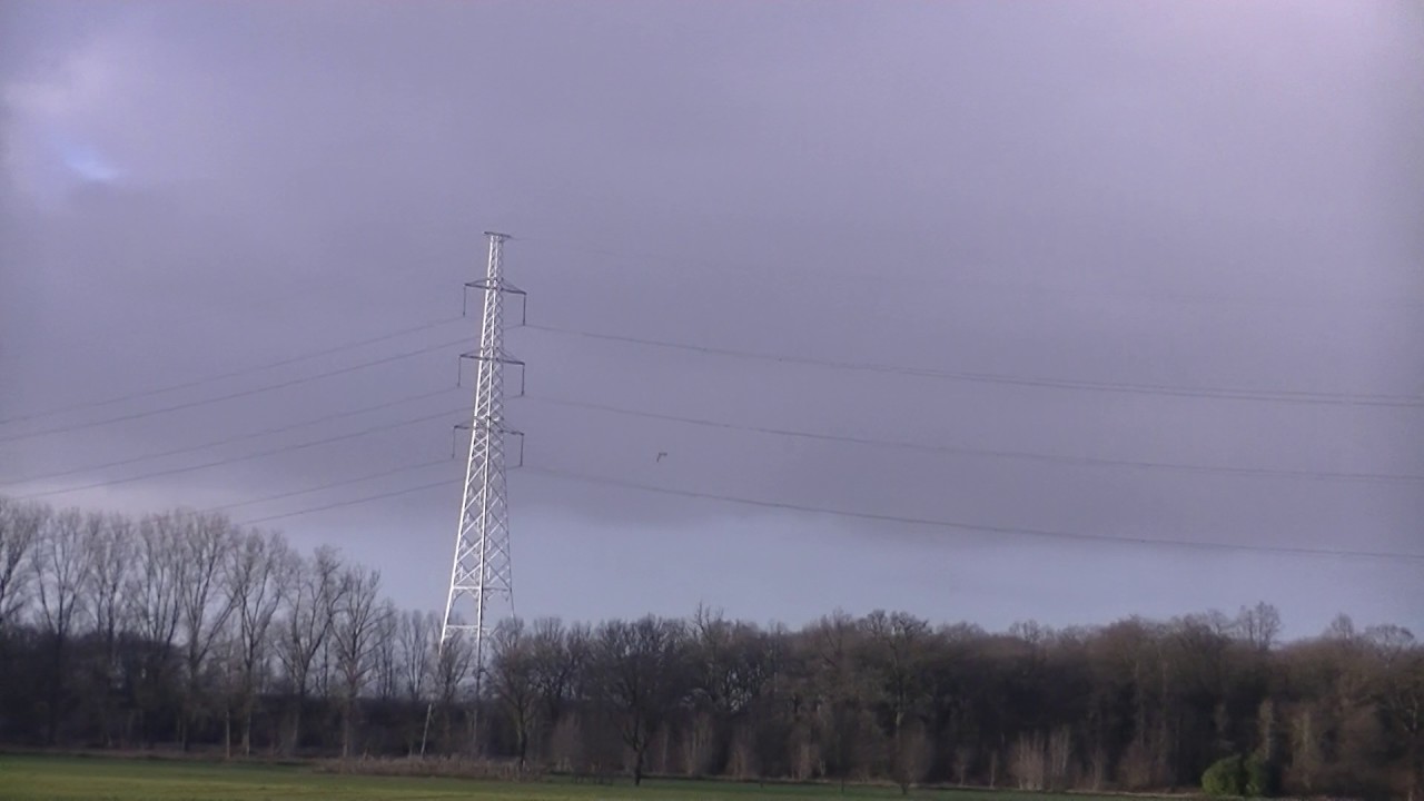 Falco Biarmicus Feldeggi - YouTube