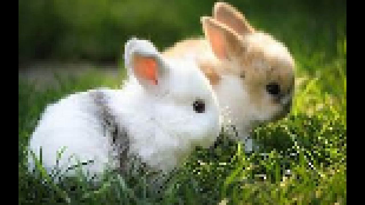 THE BUNNY PROBLEM - Full Album - YouTube
