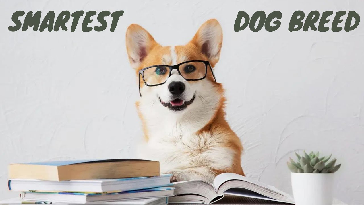 The smartest & genius dog in the world 2023-2024 by-animalwondery ...