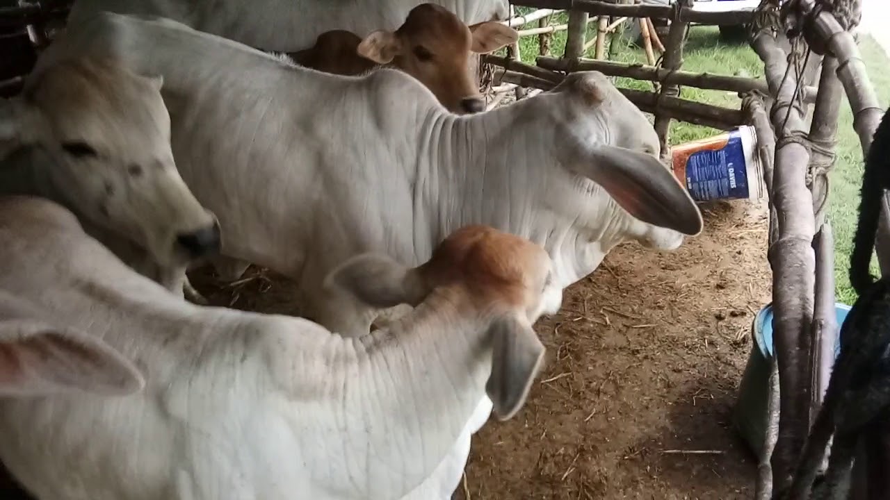 🐄🐮Quality Cow/baka for Sale by Jim's Cattle. Pangasinan location. 🐮 ...