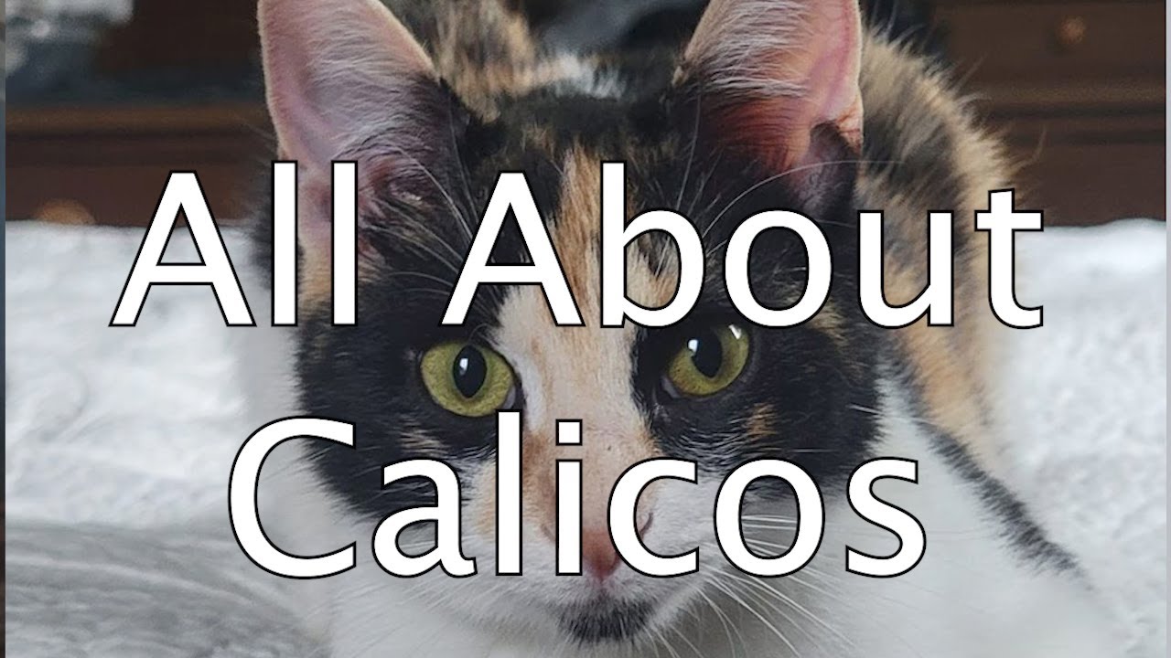 All About Calicos - YouTube