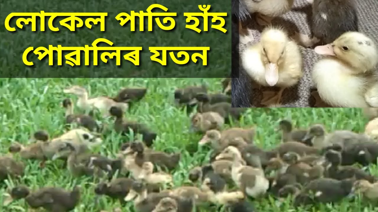 Local Duck farming in Assam | লোকেল পাতি হাঁহ পালন । এমাহত লবলগিয়া যতন ...