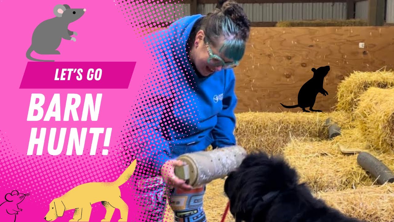 Barn Hunting Newfoundland! | Dog Sports | Dog Training - YouTube