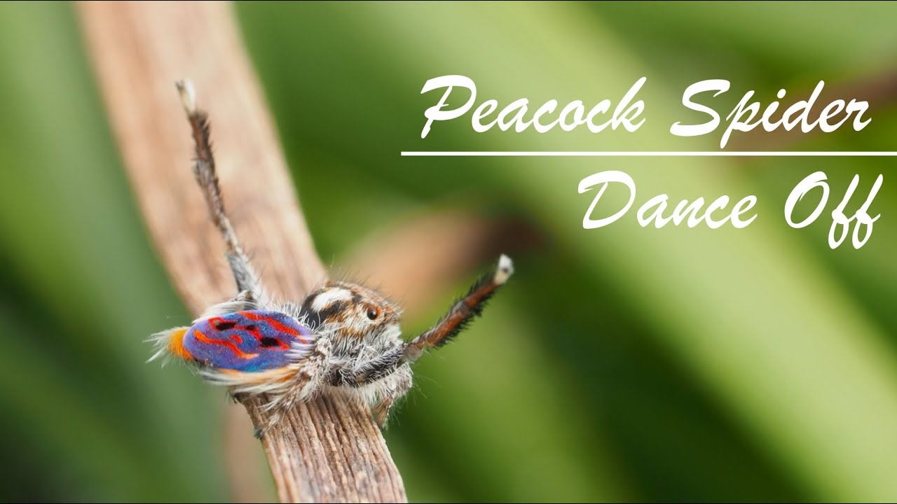 Peacock Spider Dance Off Youtube