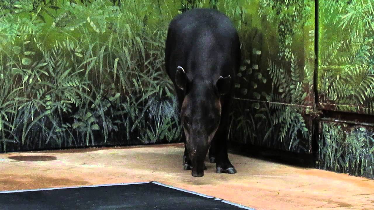 Baird's Tapir Sounds - YouTube