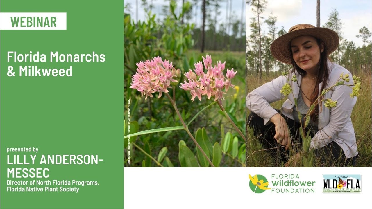 Florida Monarchs & Milkweed - YouTube