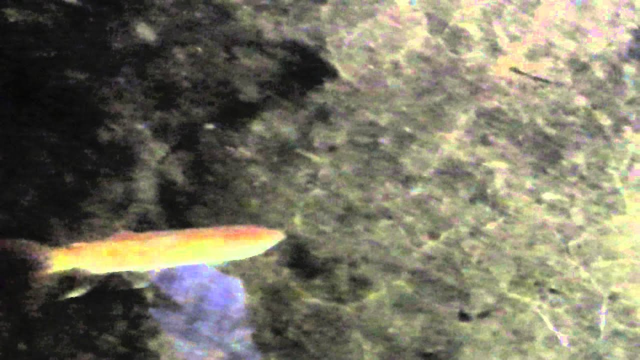 African Pike Characin Hepsetus Odoe - YouTube