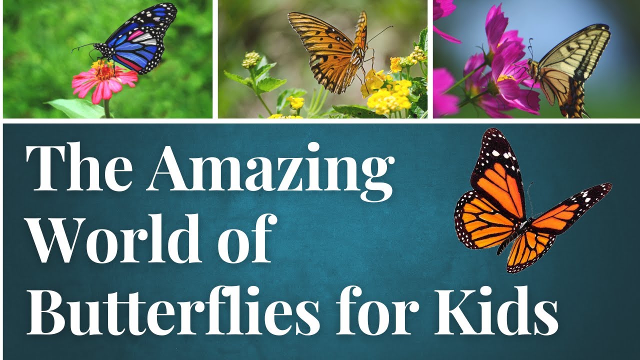 Fun Butterfly Facts for Kids| Learn All About Butterflies (Kids Love ...