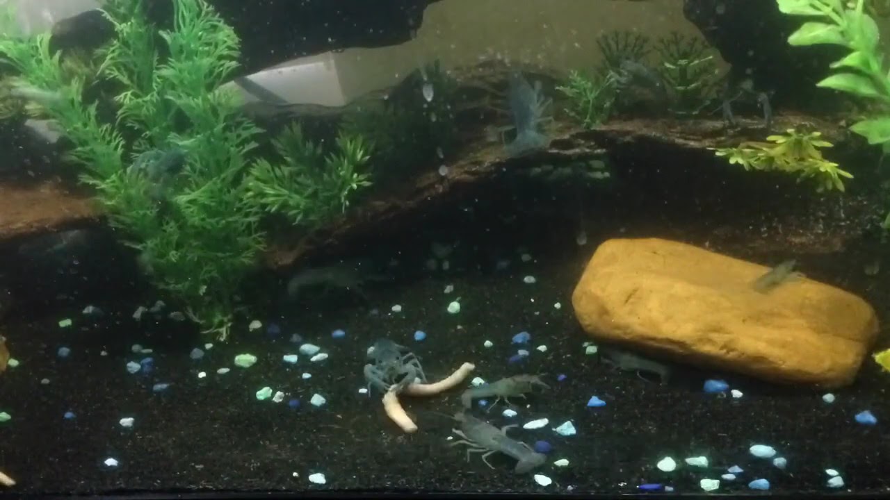 BABY crawfish DESTROY WORM - YouTube