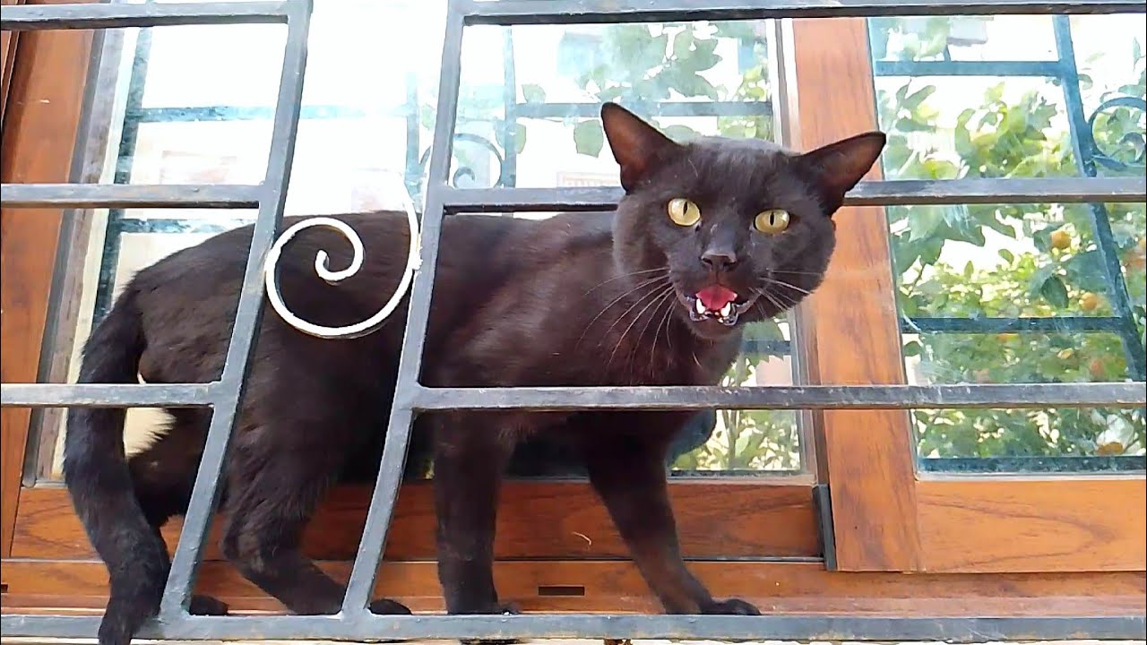 Angry cat meowed with a terrifying sound and tried to jump at me from ...